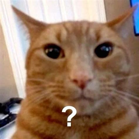 Confused Orange Cat Staring Question Mark Meme Cat Memes Funny