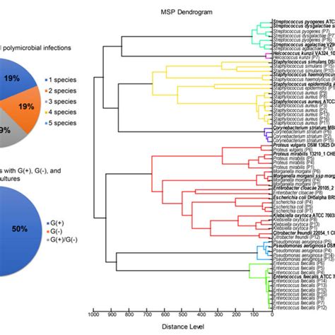 Phyloproteomic Relationship Between Identified Dfi Bacterial Species