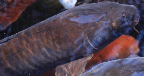 Lungfish Stock Video Footage For Free Download