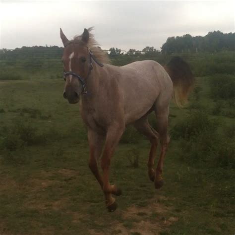 Grace Sheehan Youtube