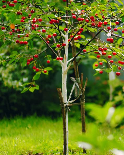 12 High Yield Dwarf Fruit Trees For Small Areas