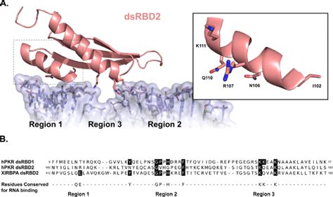 Identification Of Putative Rna Binding Residues In Dsrbd2 A Model Of Download Scientific