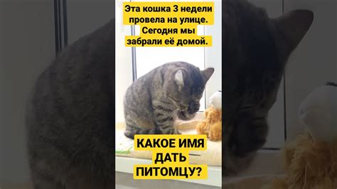 Какое имя дать питомцу? Помогите назвать кошку! - YouTube