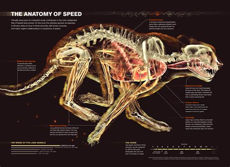 American Cheetah Skeleton