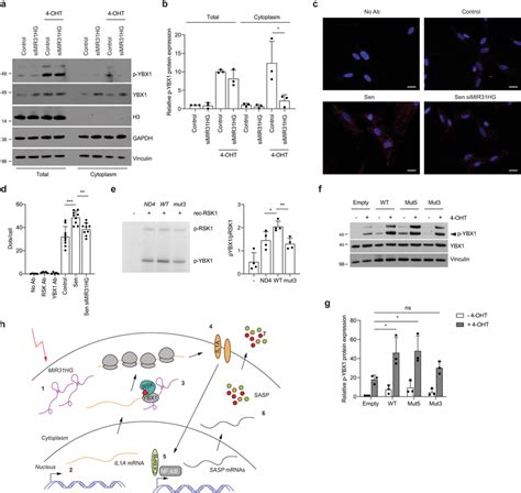 Mir31hg Promotes Ybx1 Phosphorylation By Facilitating Ybx1 Interaction