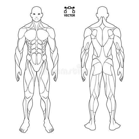 Muscles Drawing
