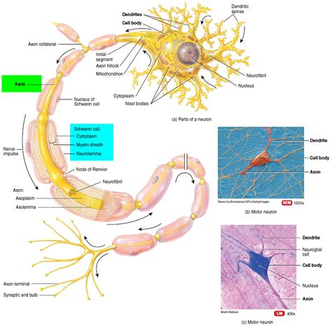 Neurofibromatosis Causes Types Symptoms Diagnosis Treatment