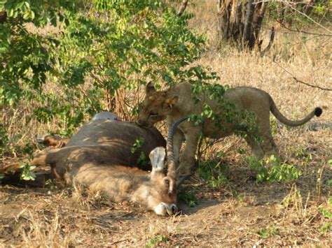 2026 Predator Prey Interactions Conference Grc