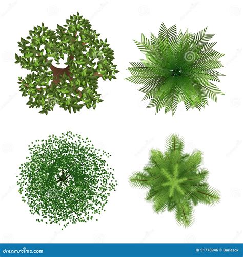 Top View Trees Stock Vector Image 51778946