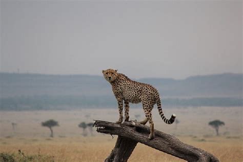 Во Кенија 2 6 милиони животни се изложени на ризик од смрт поради суша