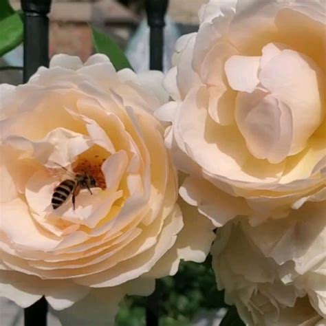 Wollerton Old Hall Rose Timeless Beauty And Fragrance Rose Explosion