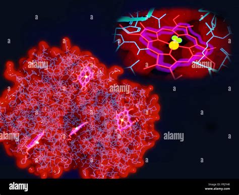 Haemoglobin Haem Molecular Models Haemoglobin Left Is The Molecule