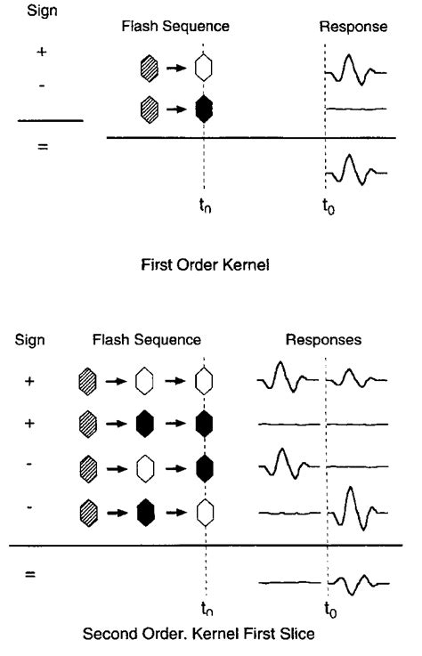 Derivation Of First And Second Order Kernel Responses First Order
