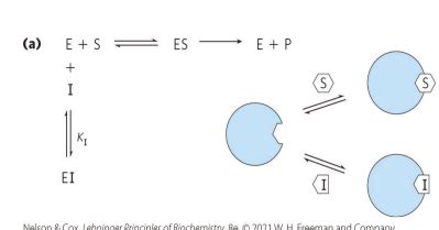 6 3 Enzyme Kinetics As An Approach To Understanding Mechanism Flashcards Quizlet