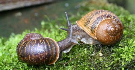 Bizarre Snail Born With Swirl On The WRONG Side Finds True Love With One In A Million Mate