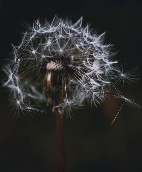 Dandelion Flower`s Delicate Structure Of Seeds With Dark Stock Image Image Of Black Closeup