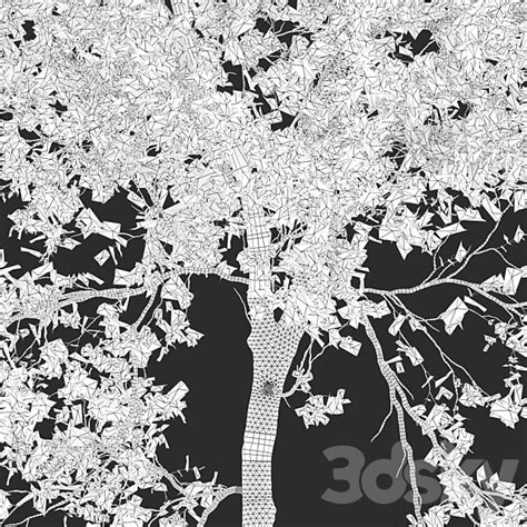 Young Beech Tree Tree 3d Models