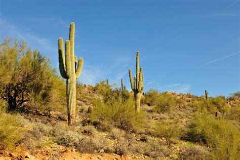De Cactus Van Saguaro In Woestijn Stock Afbeelding Image Of Cactussen