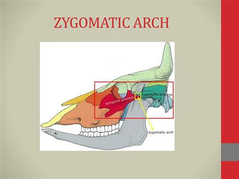 Ppt Bone Of Skull Powerpoint Presentation Free Download Id2538187