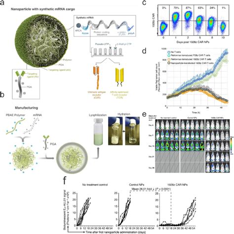 Polymeric Nanocarrier For The Delivery Of Car Ivt Mrna Into T Cells A Download Scientific