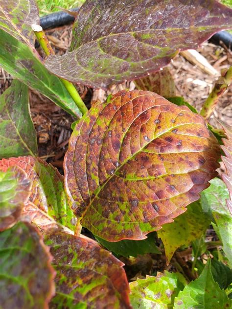 Is This Cercospora Leaf Spot On My Hydrangeas Rhorticulture