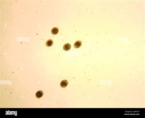 Toxocara Cati Provet Healthcare Information Toxocara Cati