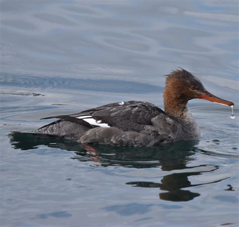 A Red Breasted Merganser Dives For Dinner Natural Crooks Ramblings