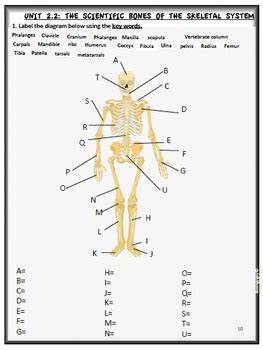 SKELETAL SYSTEM Activity Packet By Edward White TpT