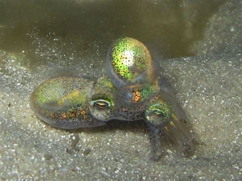 Threat Of Being Eaten Doesnt Deter Dumpling Squid From Sex