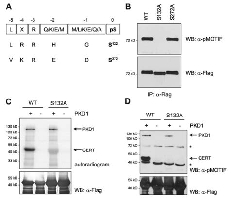 Pkd Phosphorylates Cert On Serine 132 A Alignment Of The Peptide