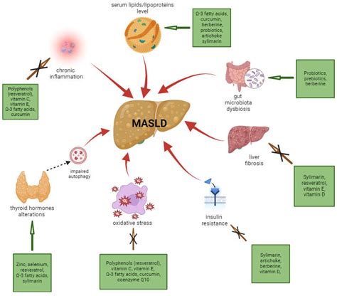 Дали ресвератролот во прав може да го зајакне метаболизмот Салисфарм