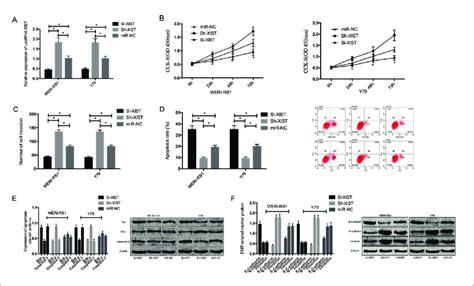 Effect Of Xist On Biological Function Of Rb Cells A Expression Of