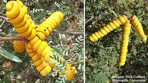 Mesquite Trees Types Leaves Flowers Bark Identification Pictures