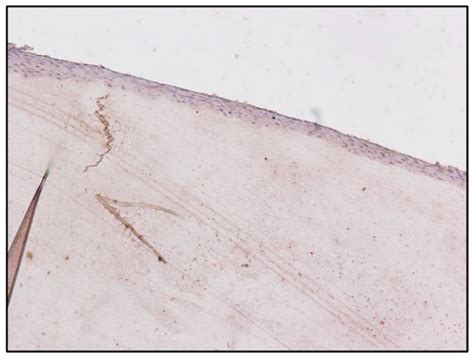 Toxics An Open Access Journal From Mdpi Toxics An Open Access Journal From Mdpi