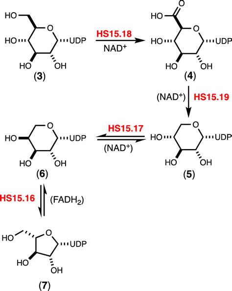 Biosynthesis Of Udp β L Arabinofuranoside For The Capsular