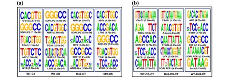 Enriched Cis Regulatory Motifs In The Oshox24 Binding Sites A Sequence
