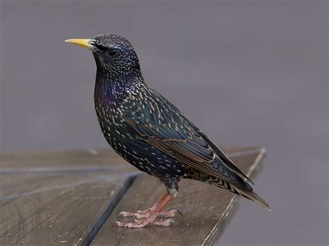 Starling Vs Grackle Key Differences Between These Common Birds