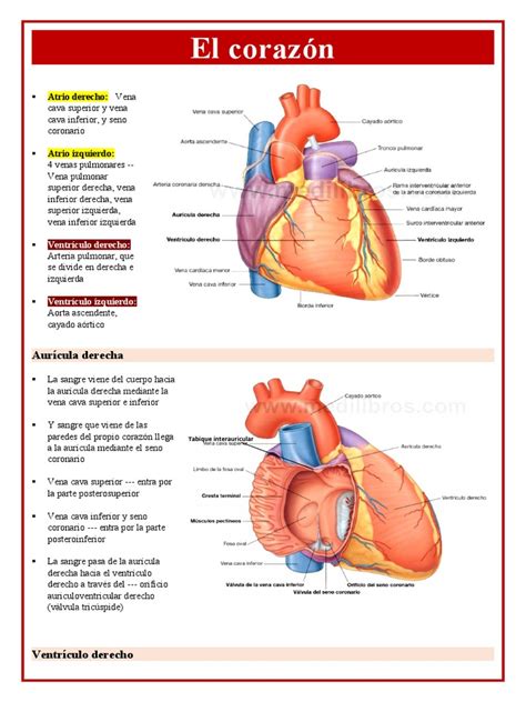 Manual Anatomia Corazon Pdf