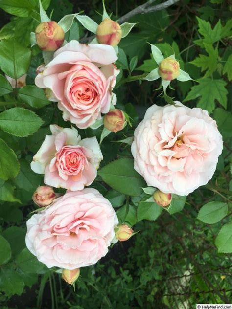 Lady Ashe Rose Click To Enlarge Rose Cutting Garden Petals