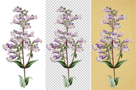Glaucous Penstemon Illustration Graphic By Jada Boutique Design