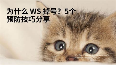 为什么 Ws 掉号？5个预防技巧分享 独角兽跨境资讯