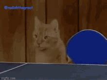 Cats Playing Ping Pong  S Tenor