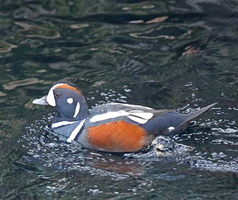 Pictures And Information On Harlequin Duck