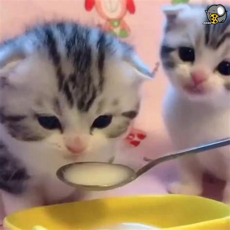 شیر خوردن بچه گربه گوگولی🥺😍 فیلو