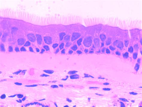 Pseudostratified Columnar Epithelium Slide