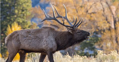 Elk Calls For A Successful Elk Hunt What Is Your Favorite Elk