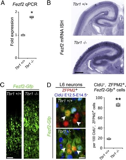 Tbr1 Directly Represses Fezf2 To Control The Laminar Origin And Development Of The Corticospinal