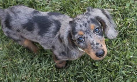 Long Haired Dapple Dachshund Breed Guide Tips Cost Training