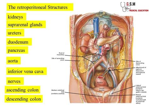 Retroperitoneal Space Organs