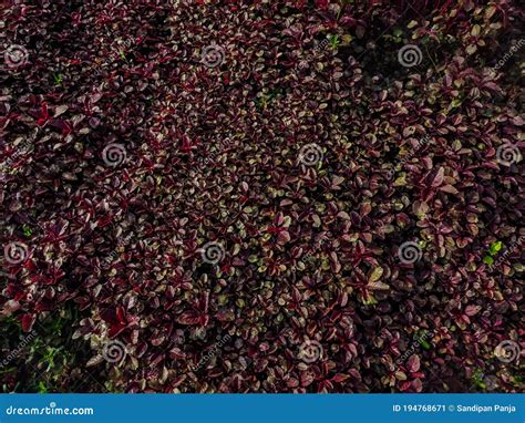 Amaranthus Collectively Known As Amaranth Is A Cosmopolitan Genus Of Annual Or Short Lived